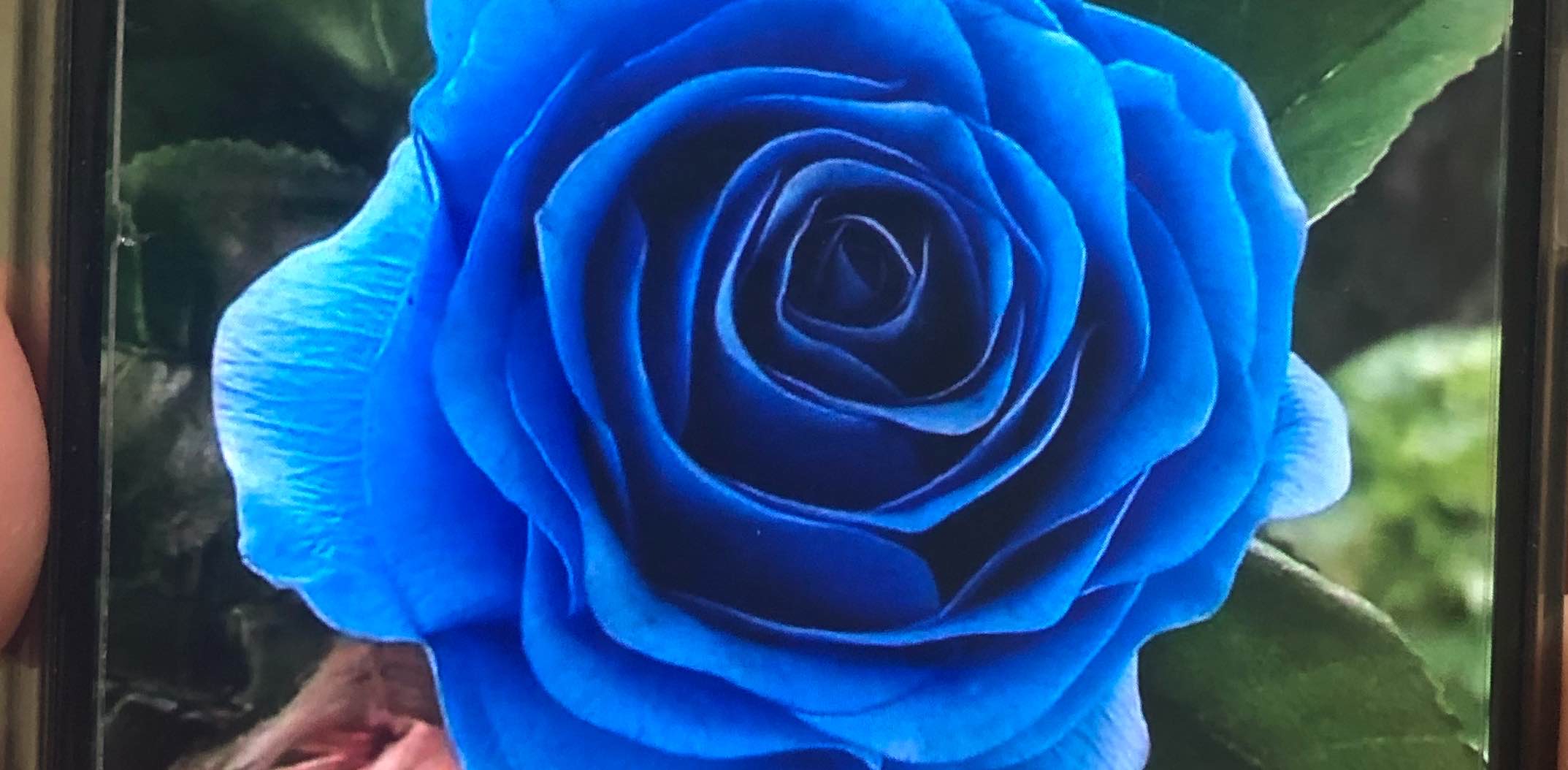 Distance challenge | The Pacer Virtual Challenges