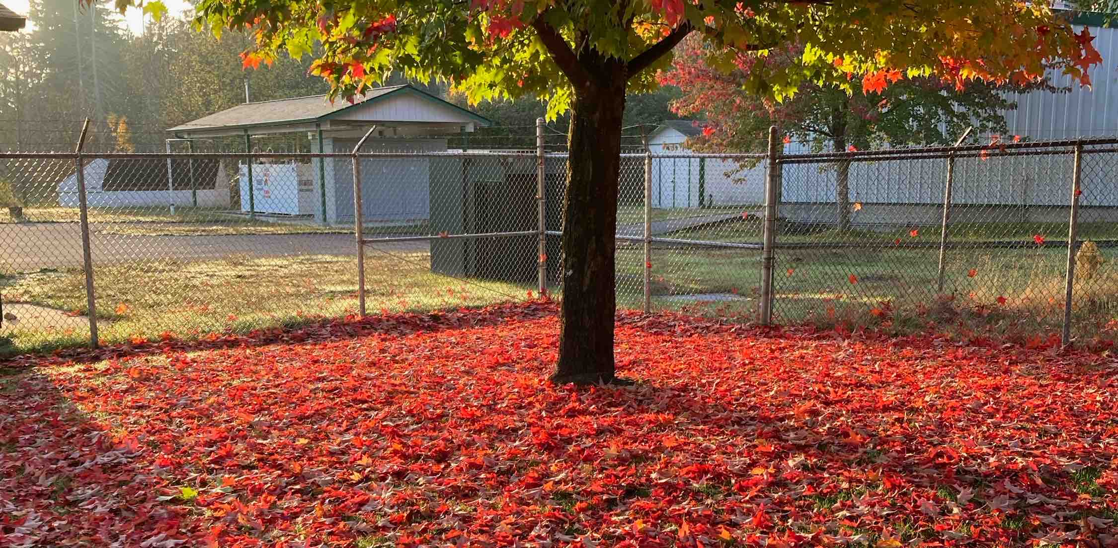 November Challenge 2024 | The Pacer Virtual Challenges