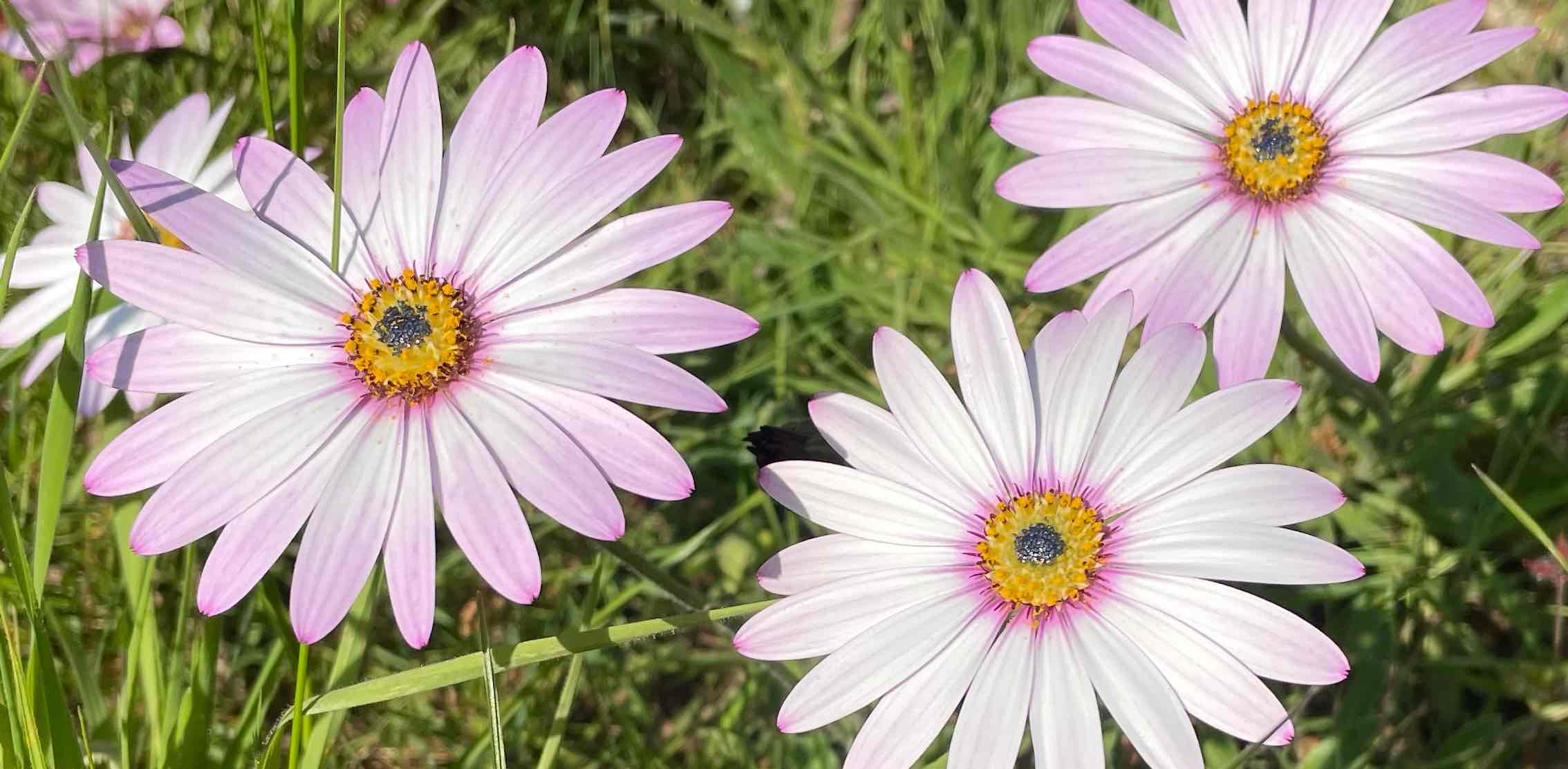 Walk for hope from Uspuk