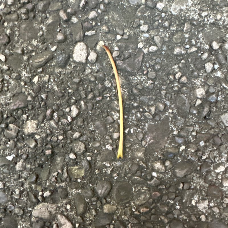 Callodine Cult - Buffalo Walking Club